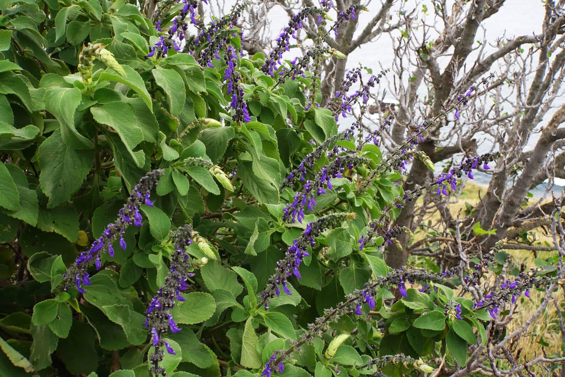 Salvia: Drug Effects, Addiction, Abuse, And Treatment - Rehab Spot