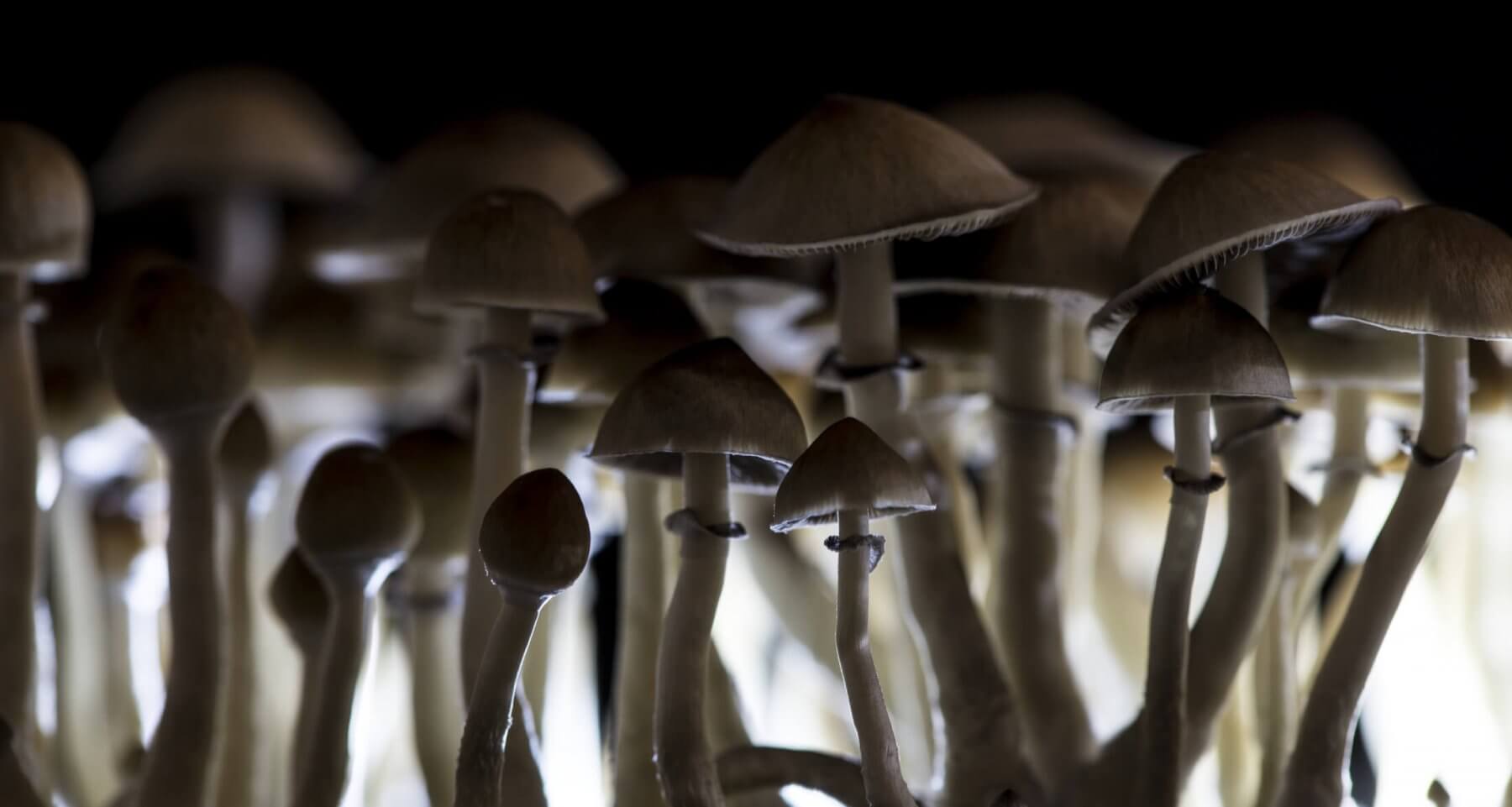 Hallucinogens: Commonly Abused And Dangerous Drugs - Rehab Spot